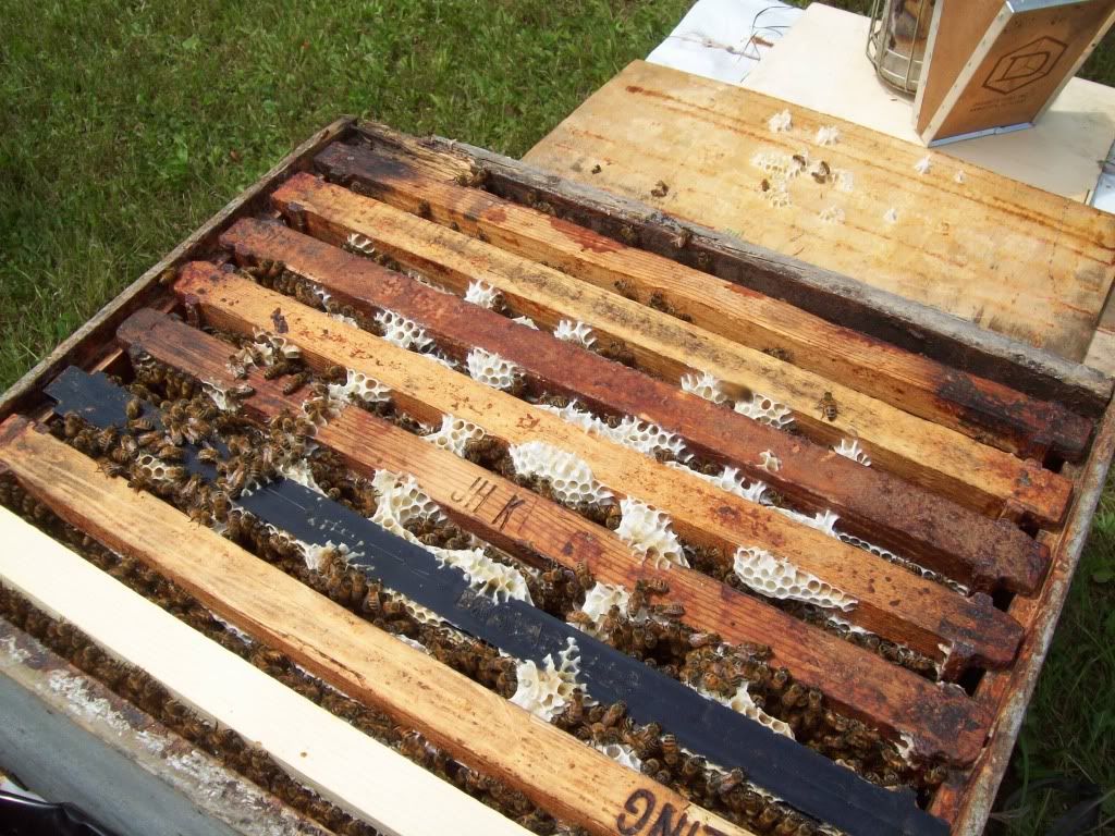 Adding a super to a top bar hive | Beesource Beekeeping Forums
